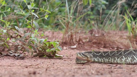 Brazilian Rattle Snake Stock Footage Video (100% Royalty-free ...