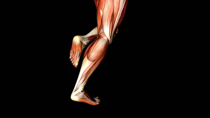 running anatomy muscles tendons 3d animation Stock Footage Video (100% ...
