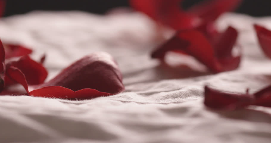 Rose Petals Falling On White Stock Footage Video (100% Royalty-free ...