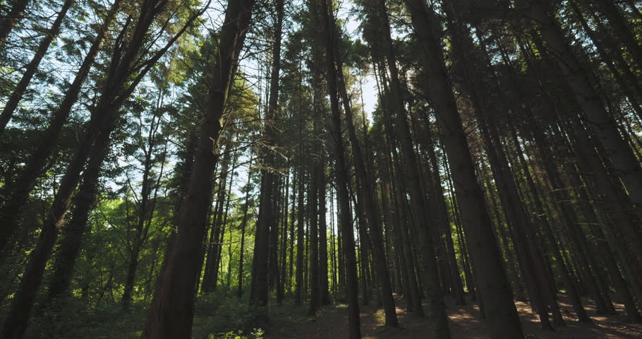 Tilt up View of Tree Stock Footage Video (100% Royalty-free) 1022488219 ...