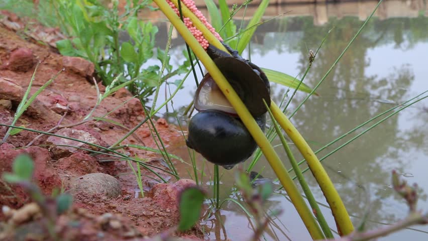 Shellfish Invertebrates Molluscan Phylum Located On Stock Footage Video ...