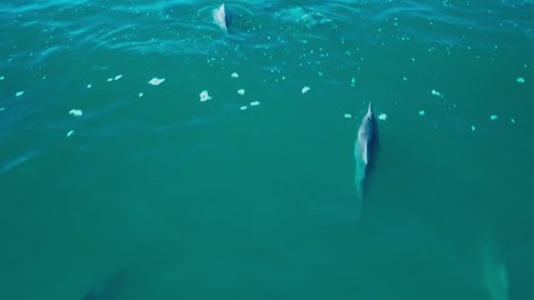 Pulling in the same direction Stock Video Footage - 4K and HD Video ...