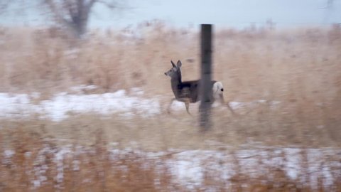 Two Young Mule Deer Run Away Stock Footage Video (100% Royalty-free ...