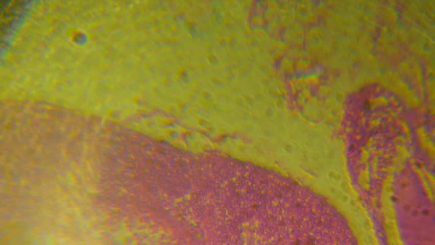 Histology Science. Biological Tissue Microscope Stock Footage Video ...