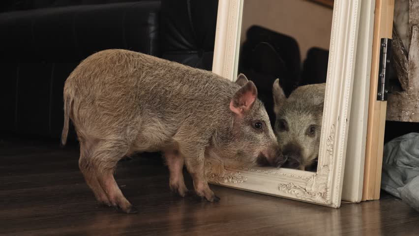 Funny Pig Looks at His Stock Footage Video (100% Royalty-free ...