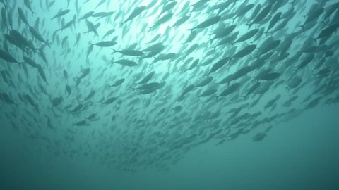 blue runner bait ball school Stock Footage Video (100% Royalty-free ...