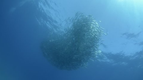 Mackerel Swarm Forming Bait Ball Fish Stock Footage Video (100% Royalty ...