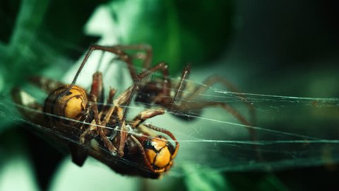Static Shot House Spider Hornet Web Stock Footage Video (100% Royalty ...