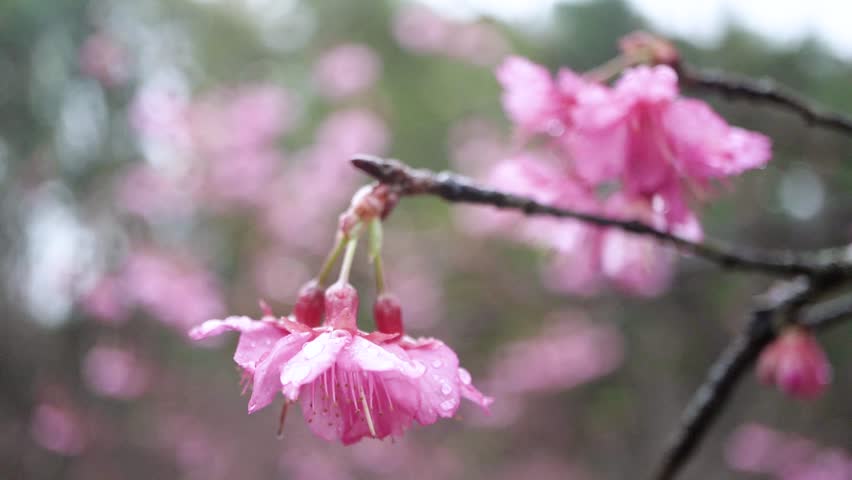macro shot sakura flower dew drop Stock Footage Video (100% Royalty ...