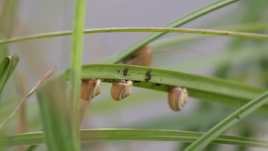 Snail in Spider Web image - Free stock photo - Public Domain photo ...