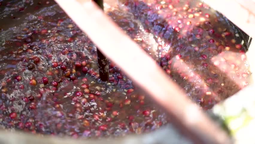 「Red Organic Coffee Cherry Washing」の動画素材（ロイヤリティフリー）1022681047 ...
