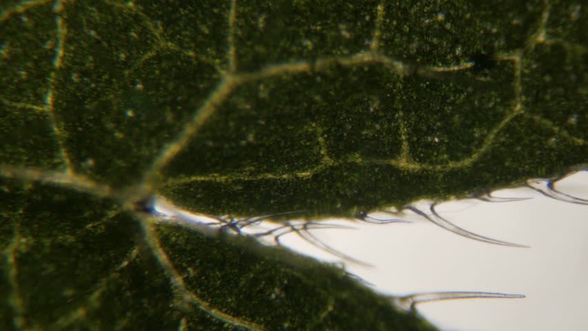 nettle leaf under microscope extreme close Stock Footage Video (100% ...