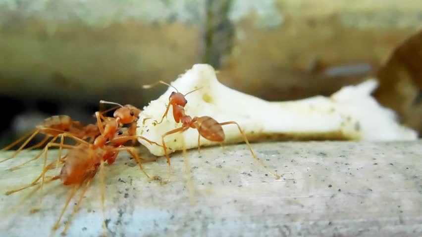 Fire Ants Carrying a Chicken : Stockvideos & Filmmaterial (100 % ...
