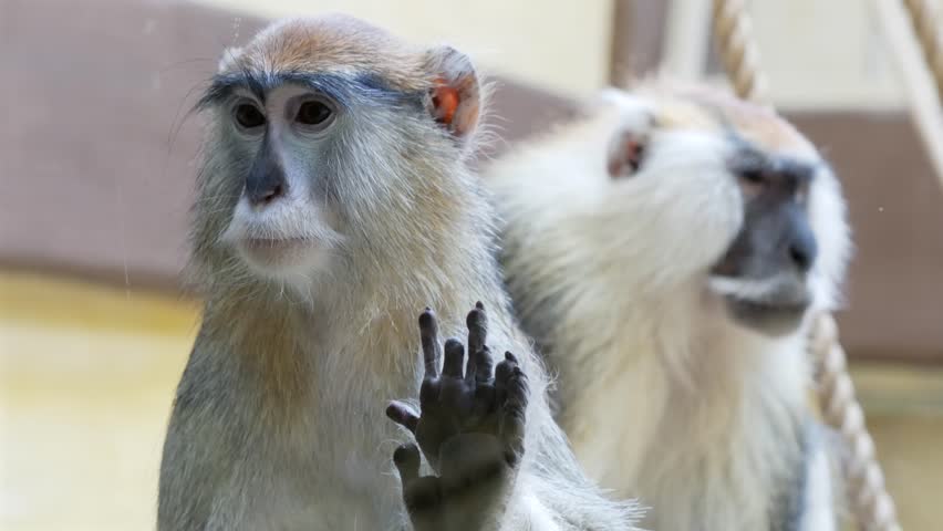 Sergeant major monkey Stock Video Footage - 4K and HD Video Clips ...