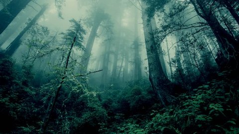 Halloween Background Spooky Forest Dead Trees Stock Photo (Edit Now ...
