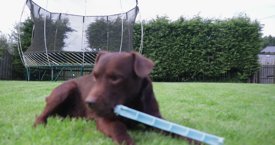 Patter dale terrier Stock Video Footage - 4K and HD Video Clips ...