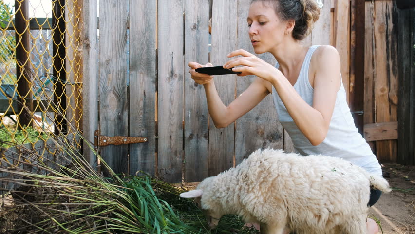 girl photographs sheep farm pen summer Stock Footage Video (100% ...