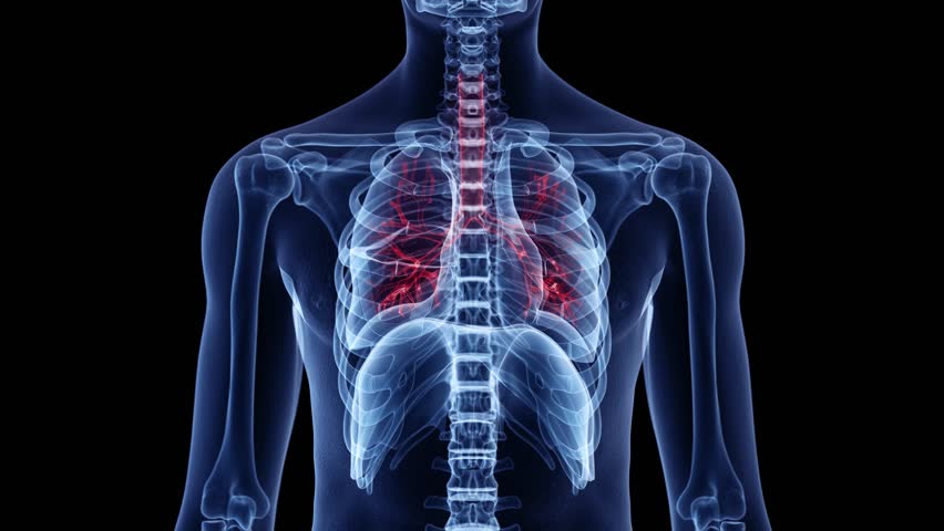 3d animation breathing man - bronchi Stock Footage Video (100% Royalty ...