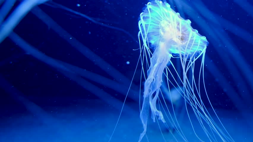 Common Jellyfish Medusa - Aurelia 库存影片视频（100% 免版税）1022862913 | Shutterstock