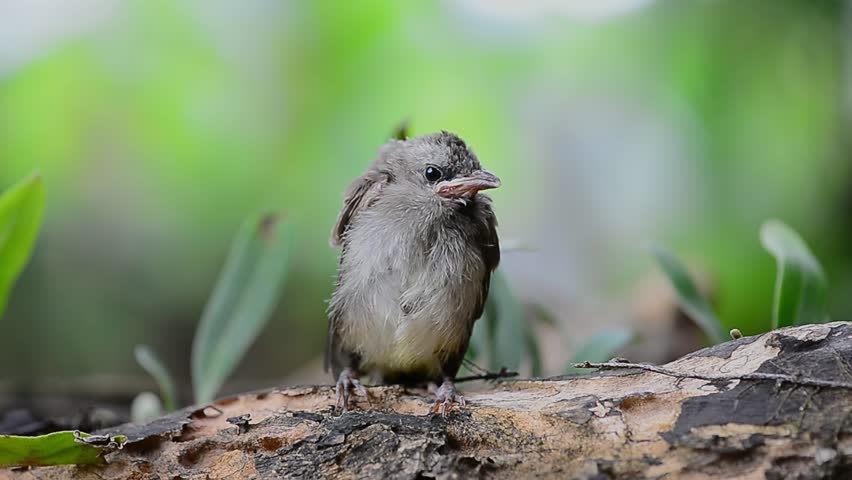 Young Bird standing on log image - Free stock photo - Public Domain ...