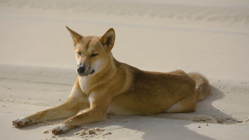 Dingo fraser island Stock Video Footage - 4K and HD Video Clips ...