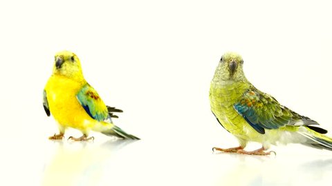Takeoff Parrot On White Background Stock Photo 178825175 | Shutterstock