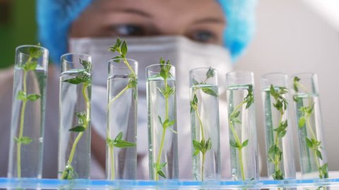 Scientist Work Plant Test Tubes Laboratory Stock Footage Video (100% ...