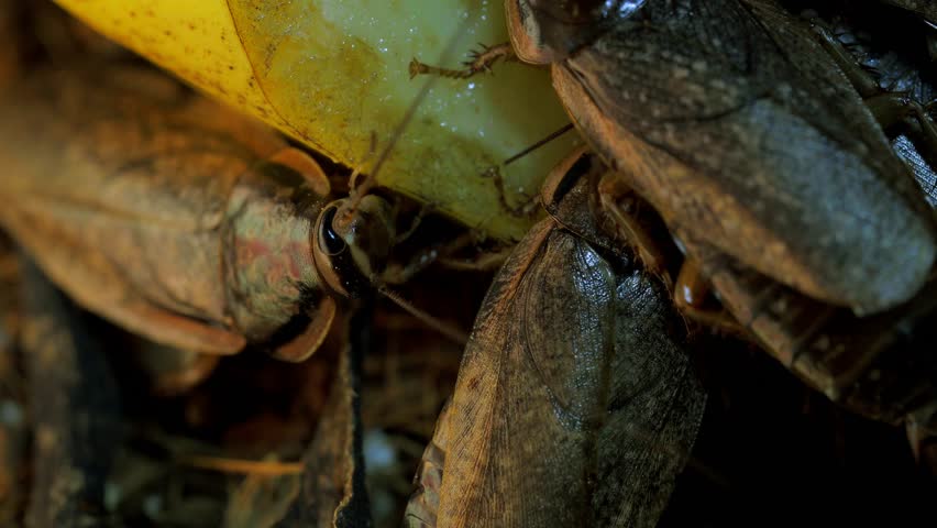 Marble Cockroaches Eat Banana Close-up Stock Footage Video (100% ...