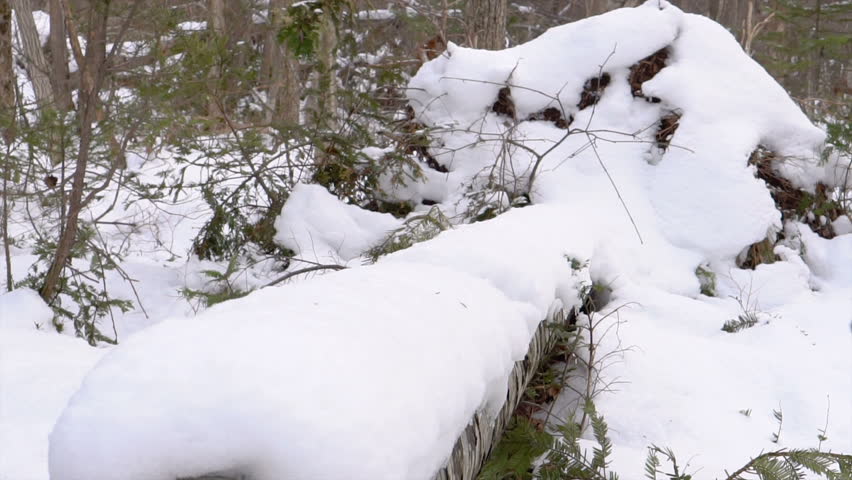 Fallen over Tree stump image - Free stock photo - Public Domain photo ...