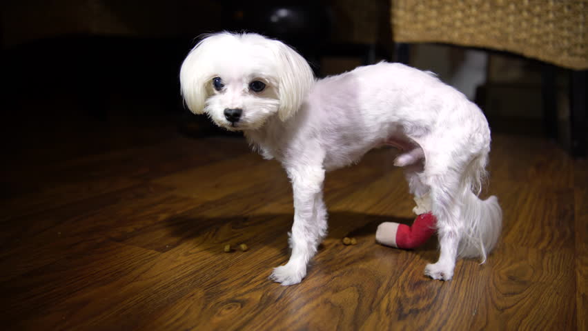Small Dog with Leg Cast Stock Footage Video (100% Royalty-free ...