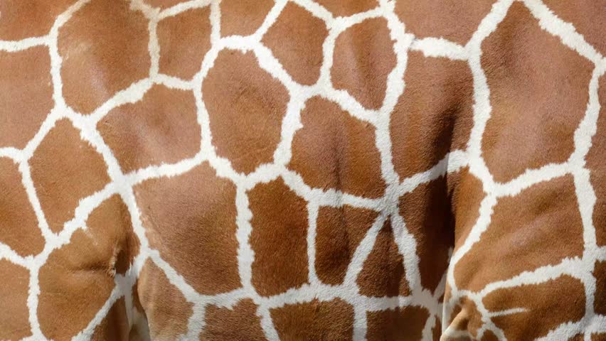 slow motion moving real giraffe hair Stock Footage Video (100% Royalty ...