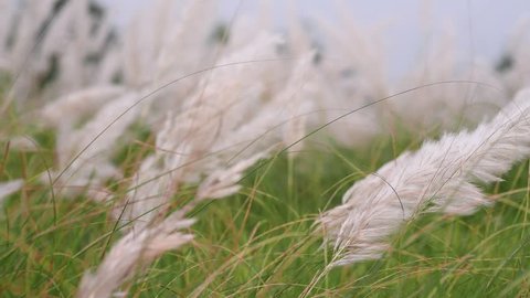 Kaash Phool Before Durga Puja Festival Stock Footage Video (100% ...