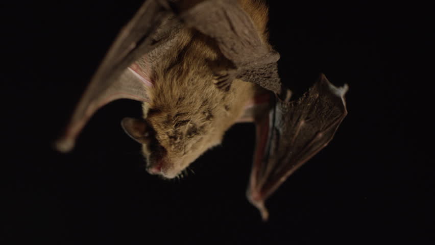 A Big Brown Bat Hanging Stock Footage Video (100% Royalty-free ...