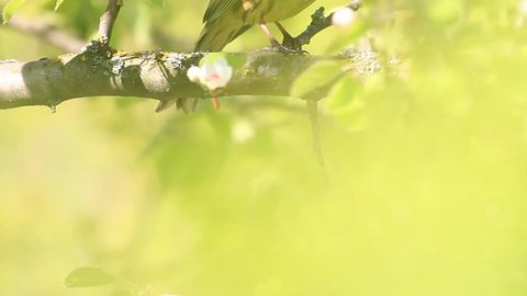 Spring Video Background Light Effects Animated Stock Footage Video (100 ...