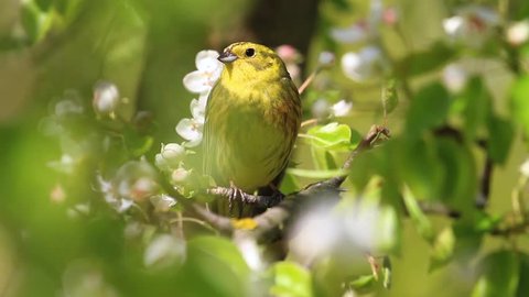 yellowhammer singing beautiful yellow bird song Stock Footage Video ...