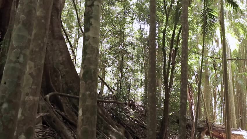 australian natural bushland outback australia Stock Footage Video (100% ...