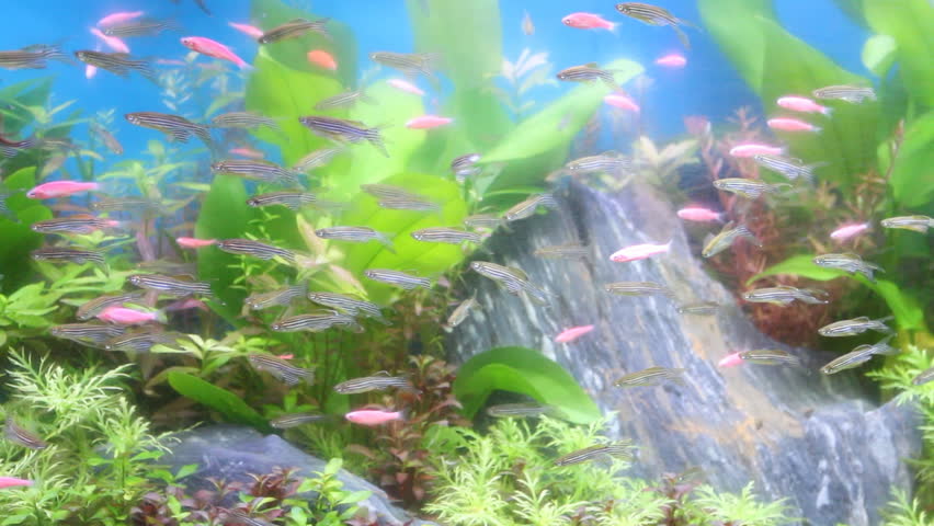 Zebrafish - Danio rerio image - Free stock photo - Public Domain photo ...