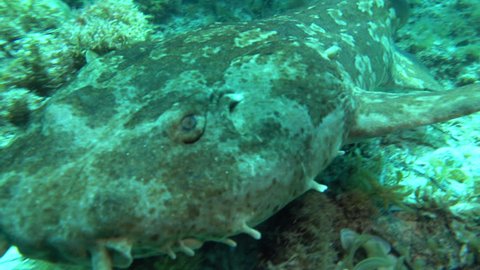Wobbegong Shark Swimming Towards Camera Normally Stock Footage Video ...