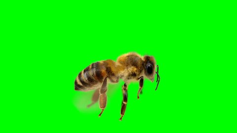 Close Flying Bee Isolated On Green Stock Footage Video (100% Royalty ...