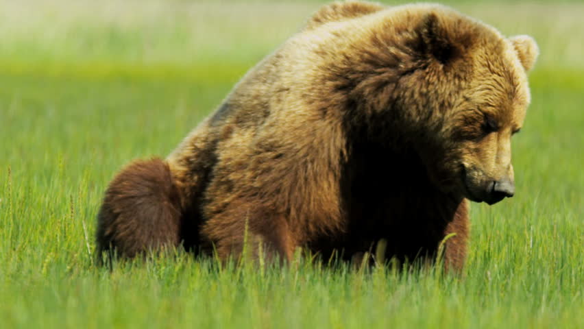 Brown bears in Lake Clark National Park, Alaska image - Free stock ...
