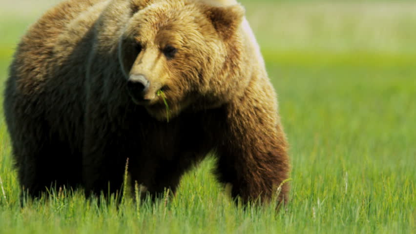 Brown bears in Lake Clark National Park, Alaska image - Free stock ...