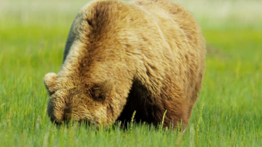 Brown bears in Lake Clark National Park, Alaska image - Free stock ...