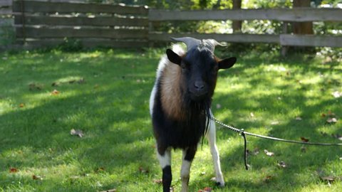 Male Goat Peeing On Himself Mark Stock Footage Video (100% Royalty-free ...