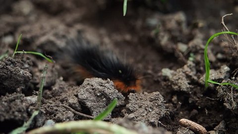 Worm Crawling Bug Freshly Dug Soil Stock Footage Video (100% Royalty ...