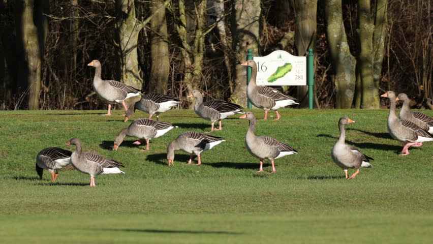 Golf Course, Greylag Geese, Water Stock Footage Video (100% Royalty ...