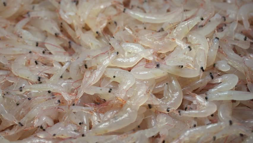 fresh krill shrimp make thai paste Stock Footage Video (100% Royalty ...