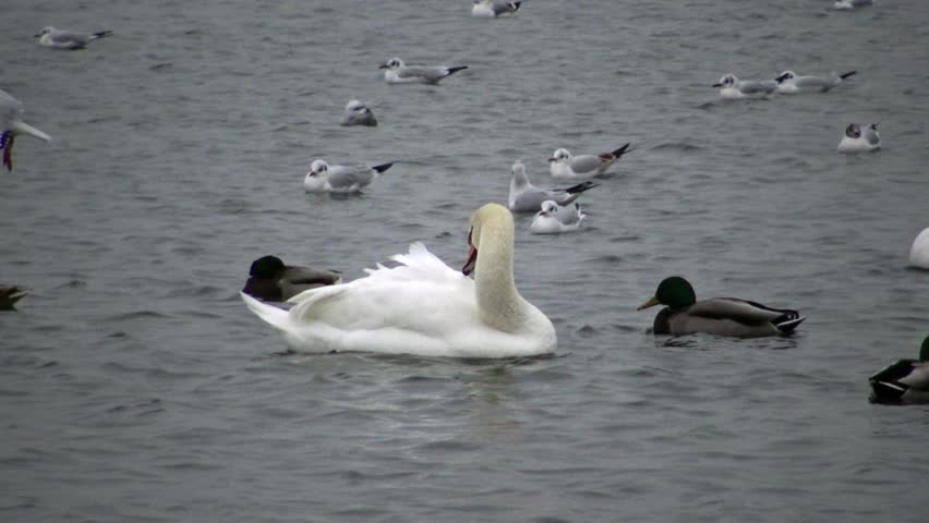 Birds of Ukraine. Swans, Gulls Stock Footage Video (100% Royalty-free ...