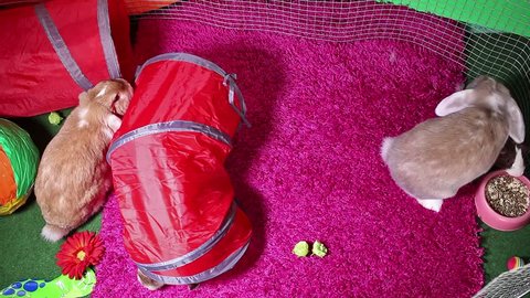 Rabbit Bunny Playground Rabbits Pets Playing 库存影片视频（100% 免版税）1023444952 ...