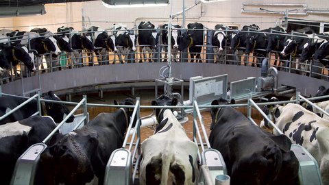 automatic milking carousel system dairy farm Stock Footage Video (100% ...