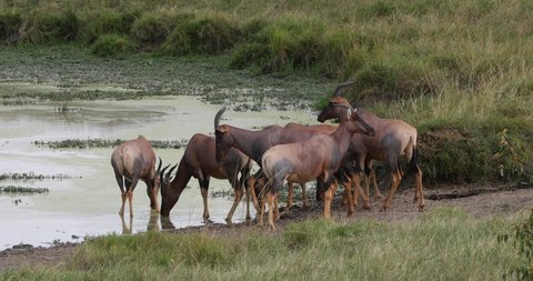 Topi Damaliscus Korrigum Group Standing Water Stock Footage Video (100% ...
